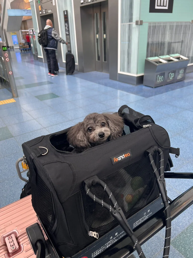 Export of a pet dog to the U.S. (Miami) - PetAir JPN [Official ...