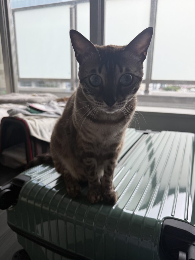 Export of 2 Bengal cats from Japan to Dubai - PetAir JPN [Official ...