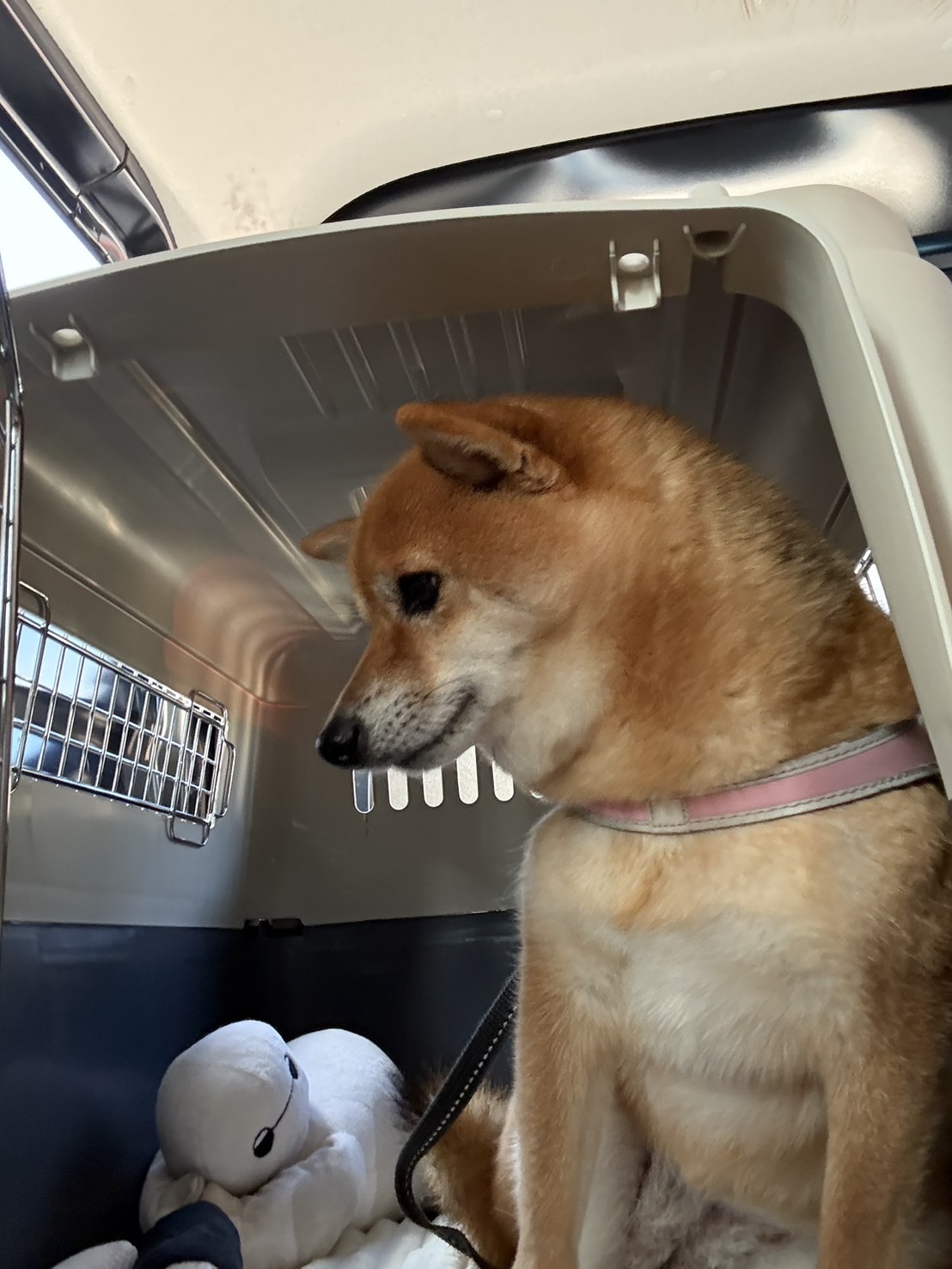 Transportation of Shiba Inu from Japan to Singapore [Customer's Voice / Successful Cases ...