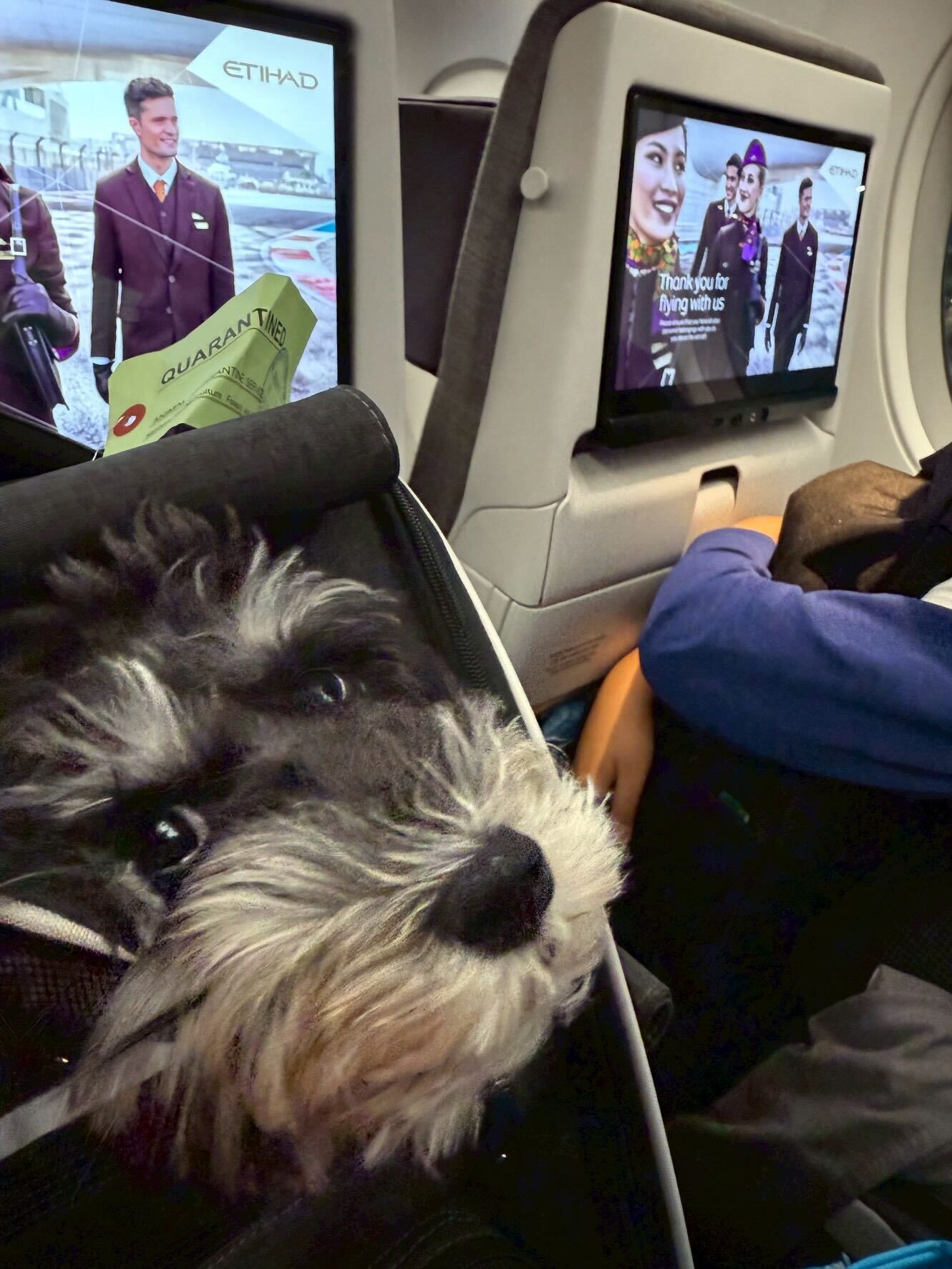 Pet Dog (Miniature Schnauzer) from Japan to Abu Dhabi, UAE｜Support for ...