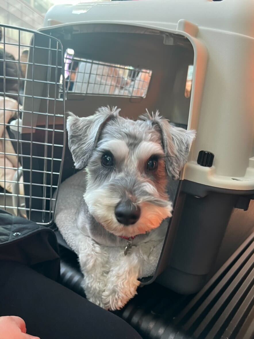 Shipping My Beloved Dog (Miniature Schnauzer) from Japan to Bangkok ...